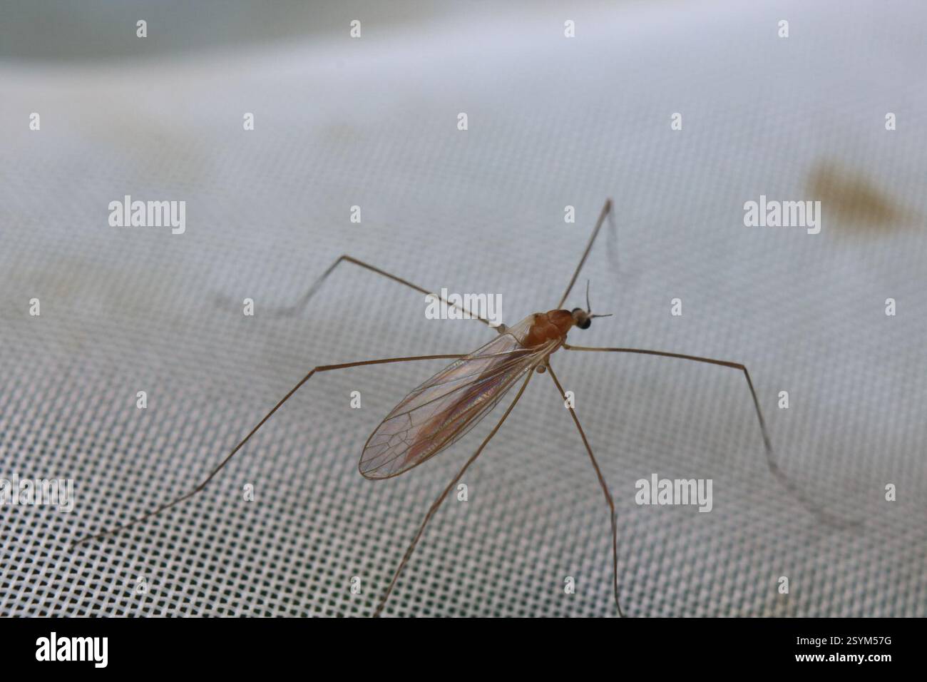 Antocha hi-res stock photography and images - Alamy