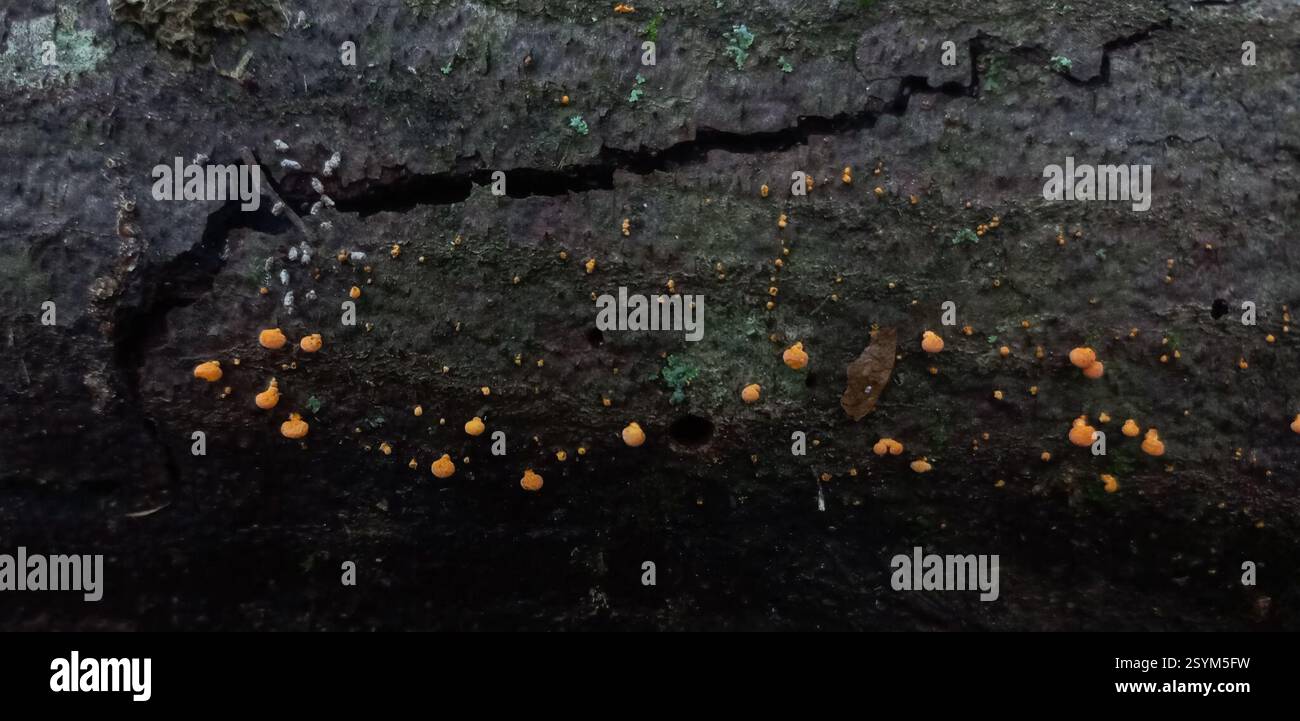 orange pore fungus (Favolaschia claudopus), Fungi, North Taieri, New ...