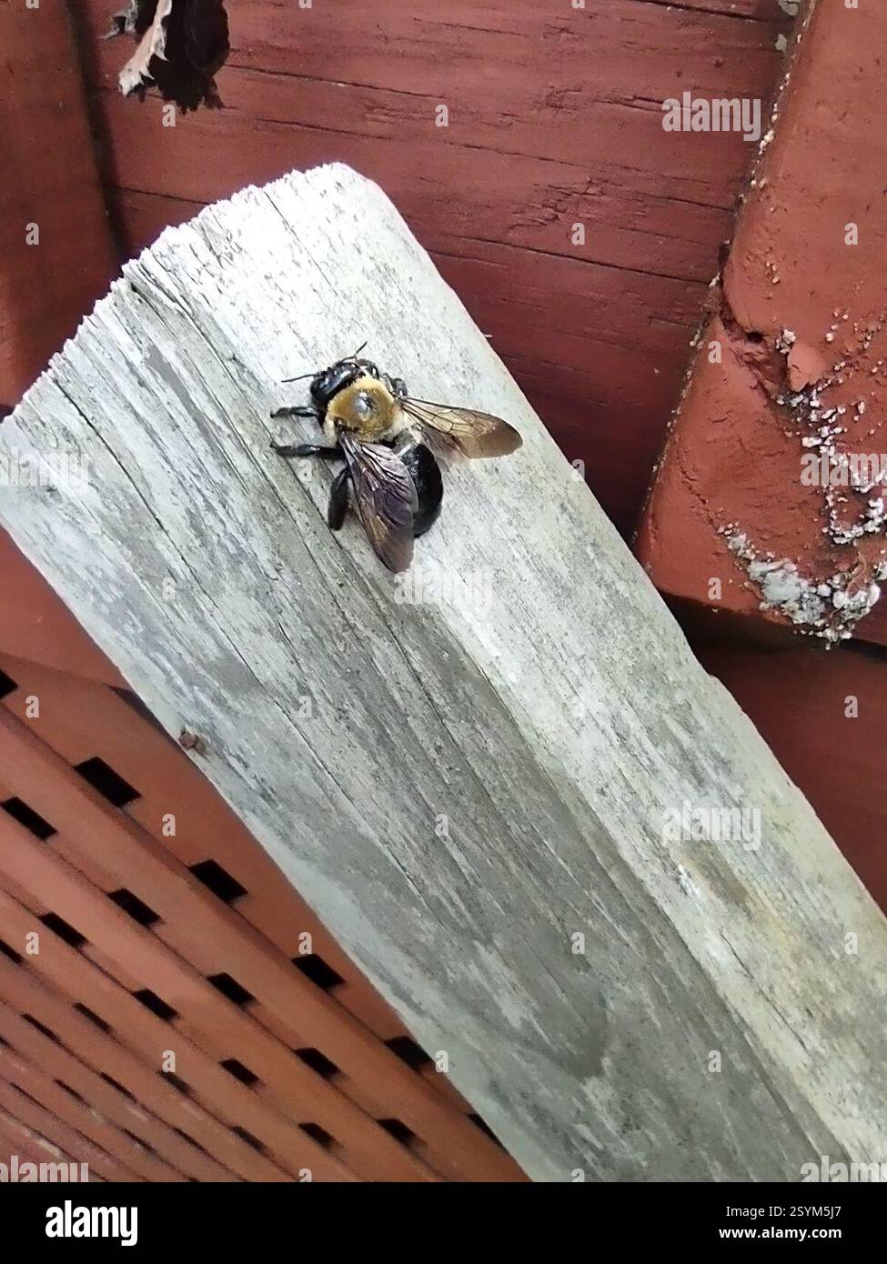 Eastern Carpenter Bee (Xylocopa virginica), Insecta, Hamilton County ...