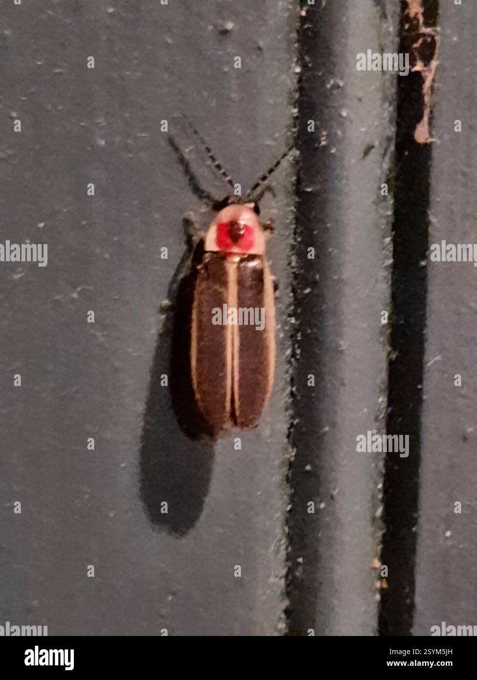 Eastern firefly (photinus pyralis), usa hi-res stock photography and ...