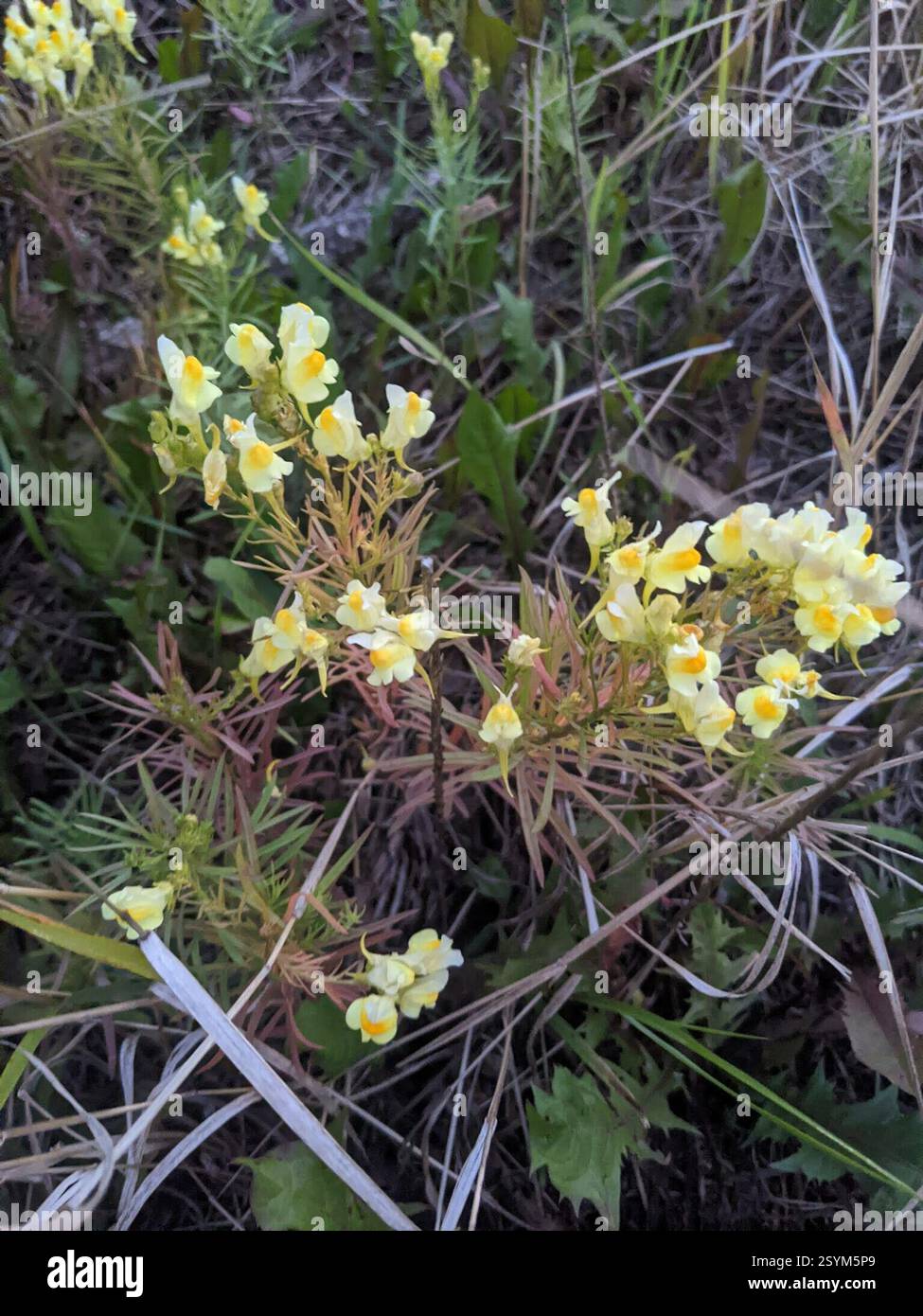 common toadflax (Linaria vulgaris), Plantae, Dawson Creek, BC, Canada ...