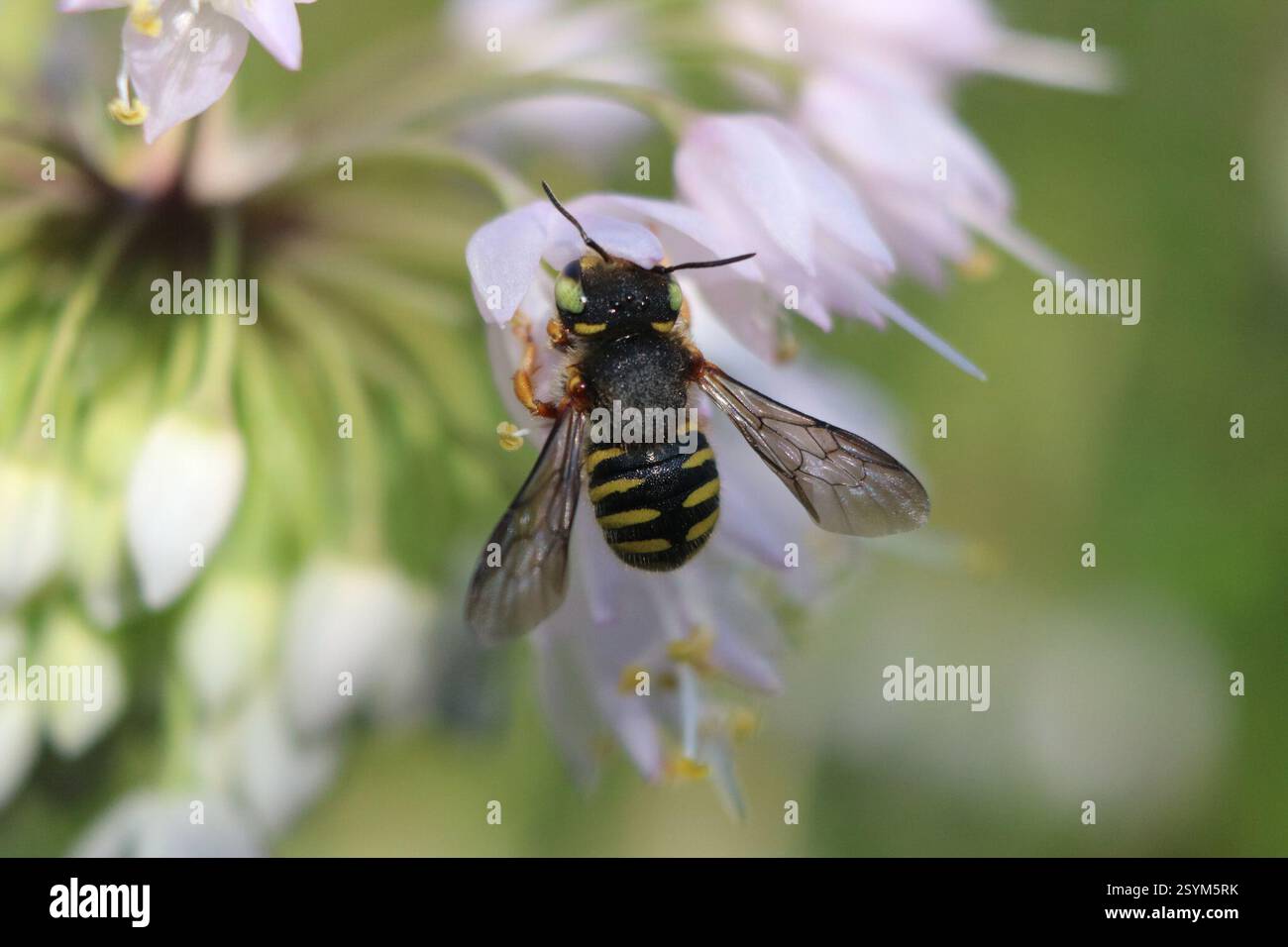 Anthidium oblongatum hi-res stock photography and images - Alamy