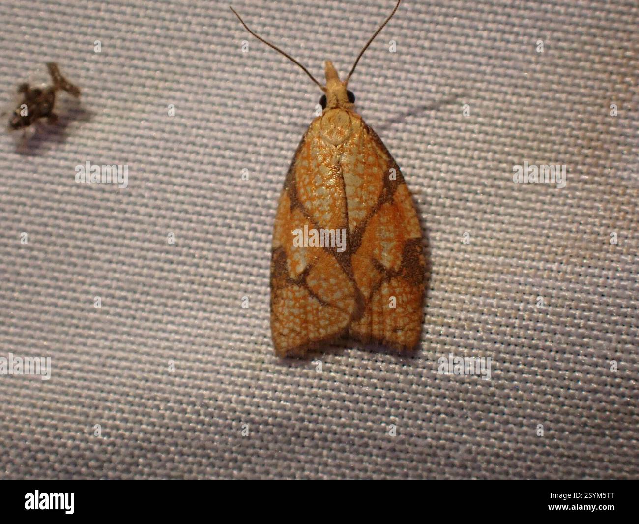 Reticulated fruitworm moth hi-res stock photography and images - Alamy