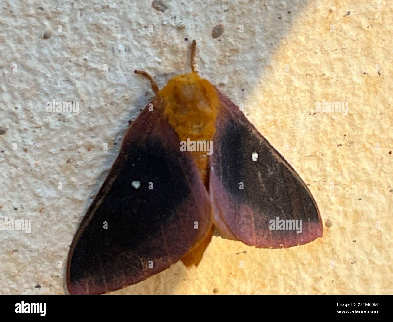 Southern Pink-striped Oakworm Moth (Anisota pellucida), Insecta ...