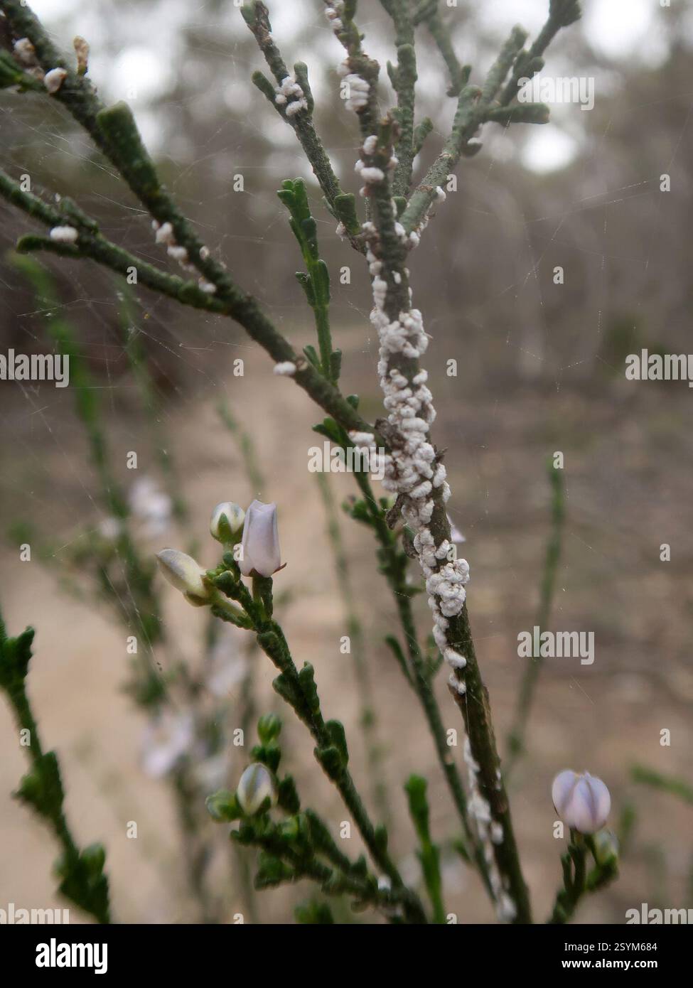 Monarto conservation park hi-res stock photography and images - Alamy