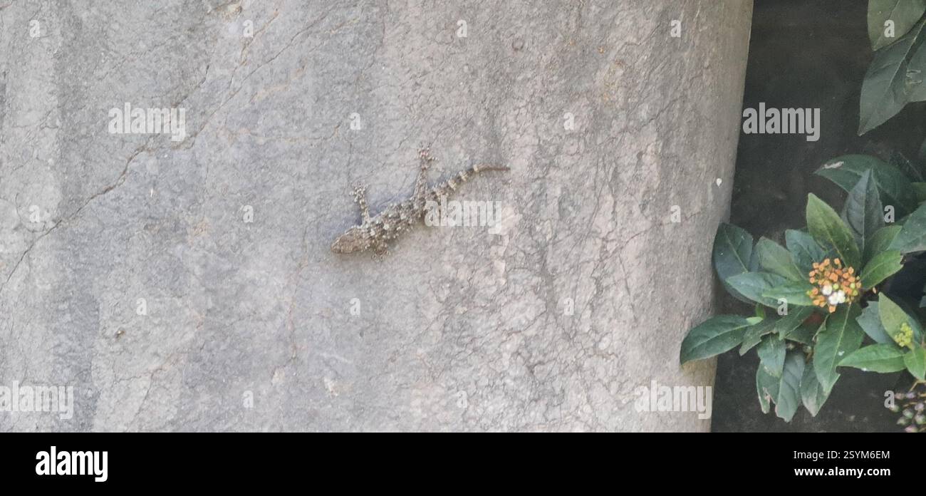 Moorish Gecko (Tarentola mauritanica), Reptilia, Rione X Campitelli ...