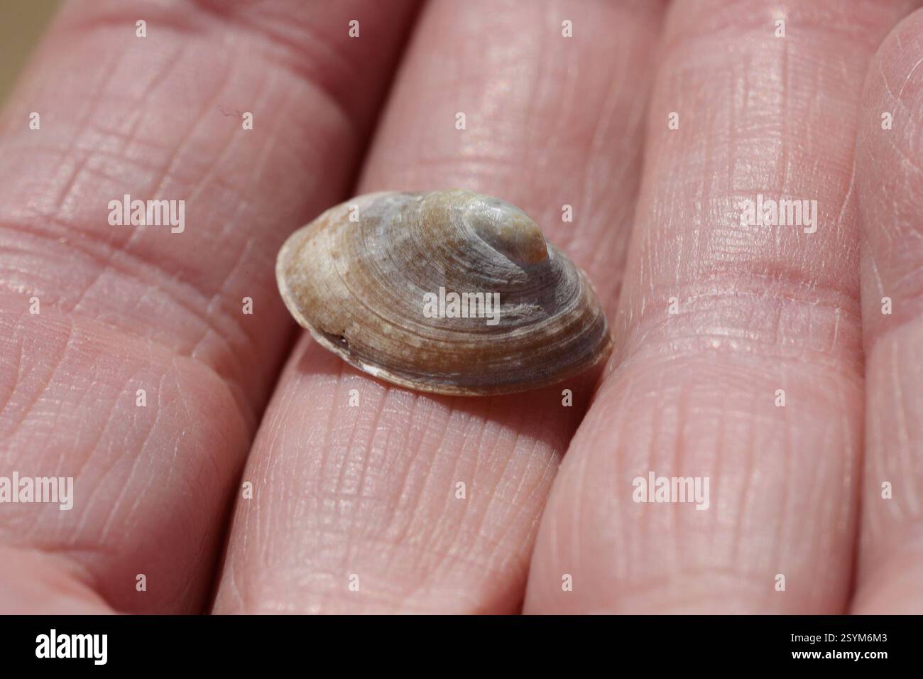 Blue-rayed Limpet (Patella pellucida), Mollusca, Porth Dafarch, Lon ...