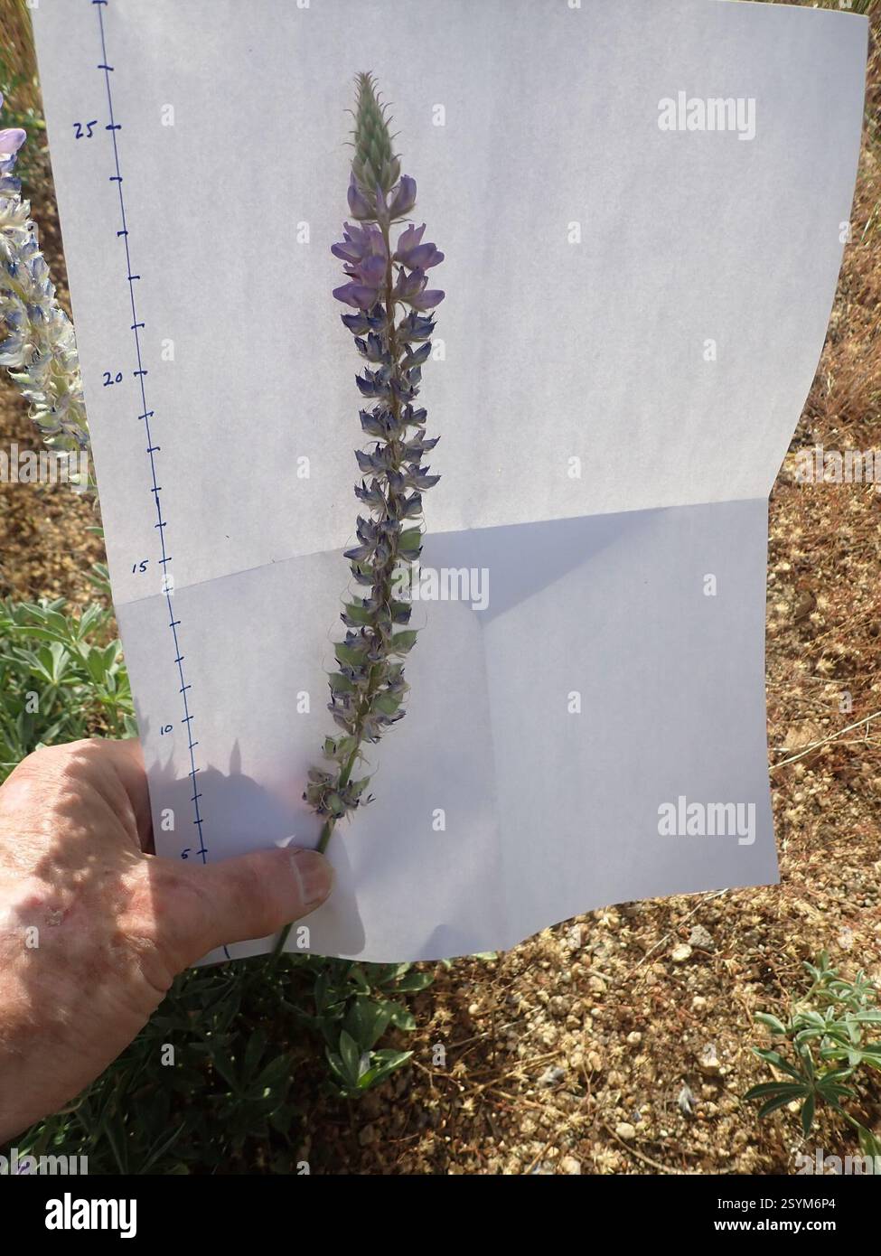 Clustered Lupine (Lupinus lepidus confertus), Plantae, Washoe Meadows ...