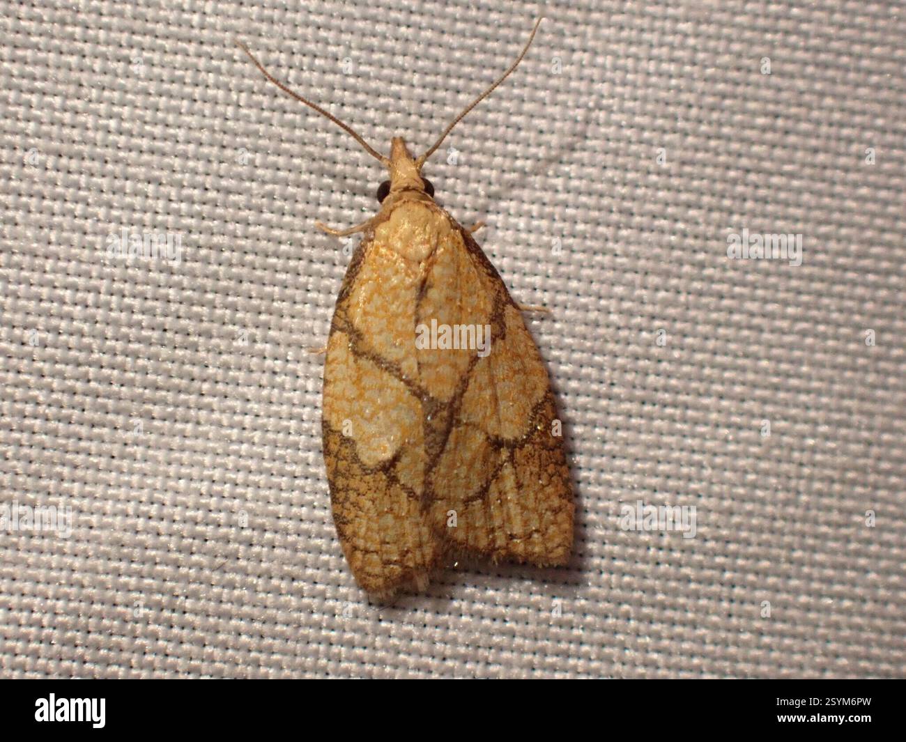 Reticulated fruitworm moth hi-res stock photography and images - Alamy