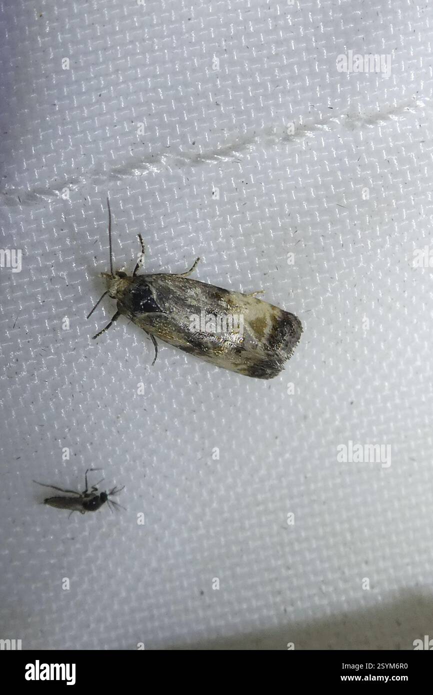 Marbled Conch (Eupoecilia angustana), Insecta, South Heale Cottage ...