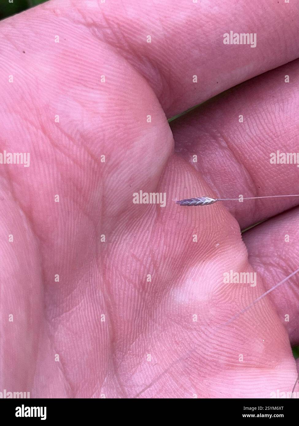 Elliott's lovegrass (Eragrostis elliottii), Plantae, Florida, US Stock ...