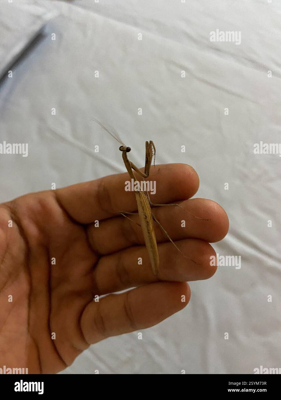 Asian Jumping Mantis (Statilia maculata), Insecta, Dolvan, Tapi, GJ, IN ...