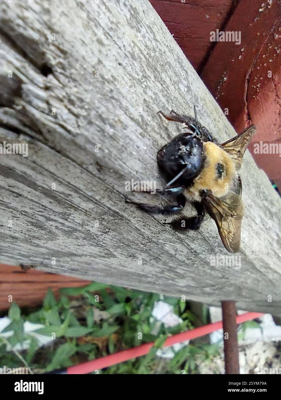 Eastern Carpenter Bee (Xylocopa virginica), Insecta, Hamilton County ...
