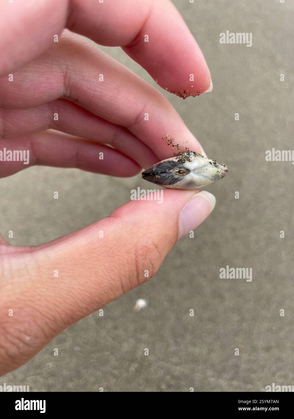 Pismo Clam (Tivela stultorum), Mollusca, Santa Cruz County, CA, USA ...