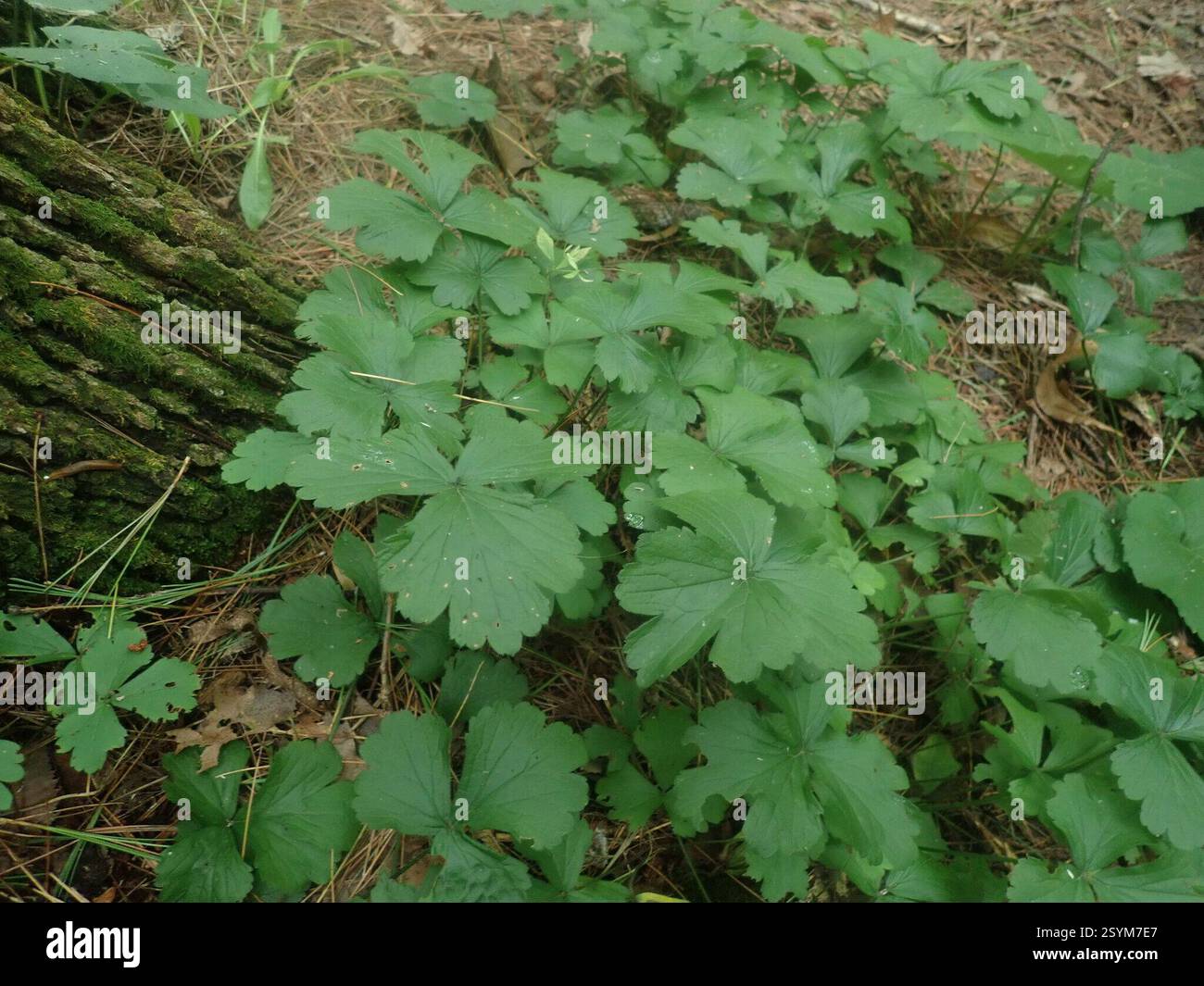 Appalachian barren-strawberry (Waldsteinia fragarioides), Plantae ...