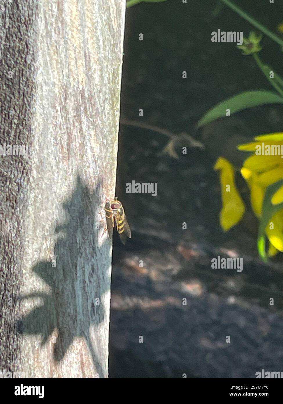Long-tailed Aphideater Complex (Eupeodes americanus), Insecta ...