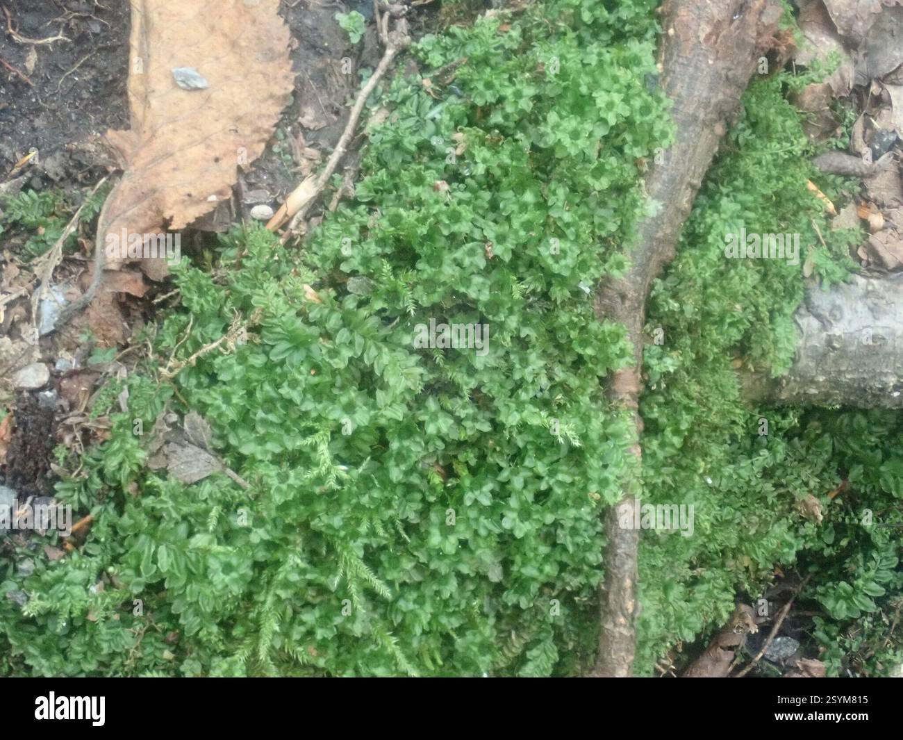 Wavy-leaf Moss (Plagiomnium ciliare), Plantae, Cummington, MA, USA ...