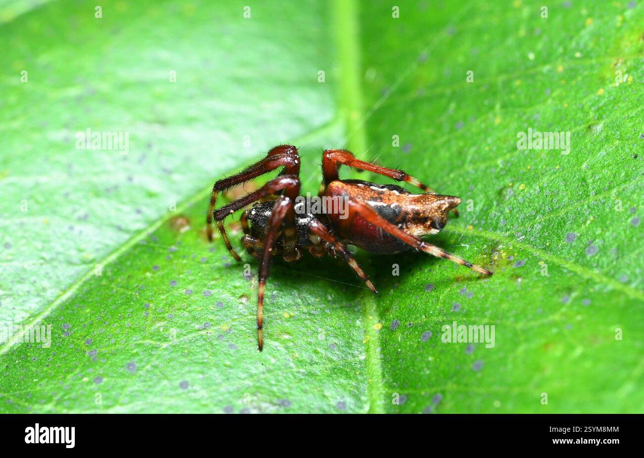 Common Garbage-Line Web Spider (Cyclosa insulana), Arachnida ...