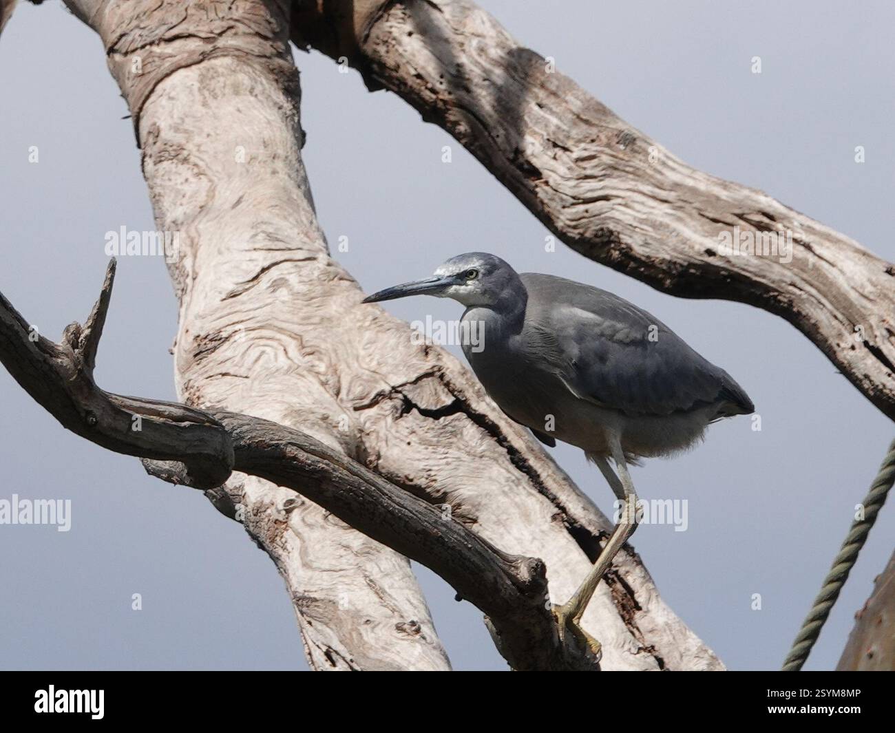 White-faced Heron (Egretta novaehollandiae), Aves, Princess Freeway ...