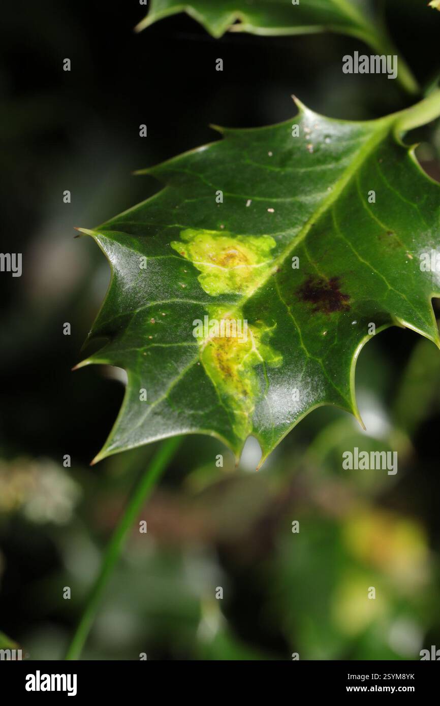 European Holly Leafminer (Phytomyza ilicis), Insecta, Burtonwood Nature ...