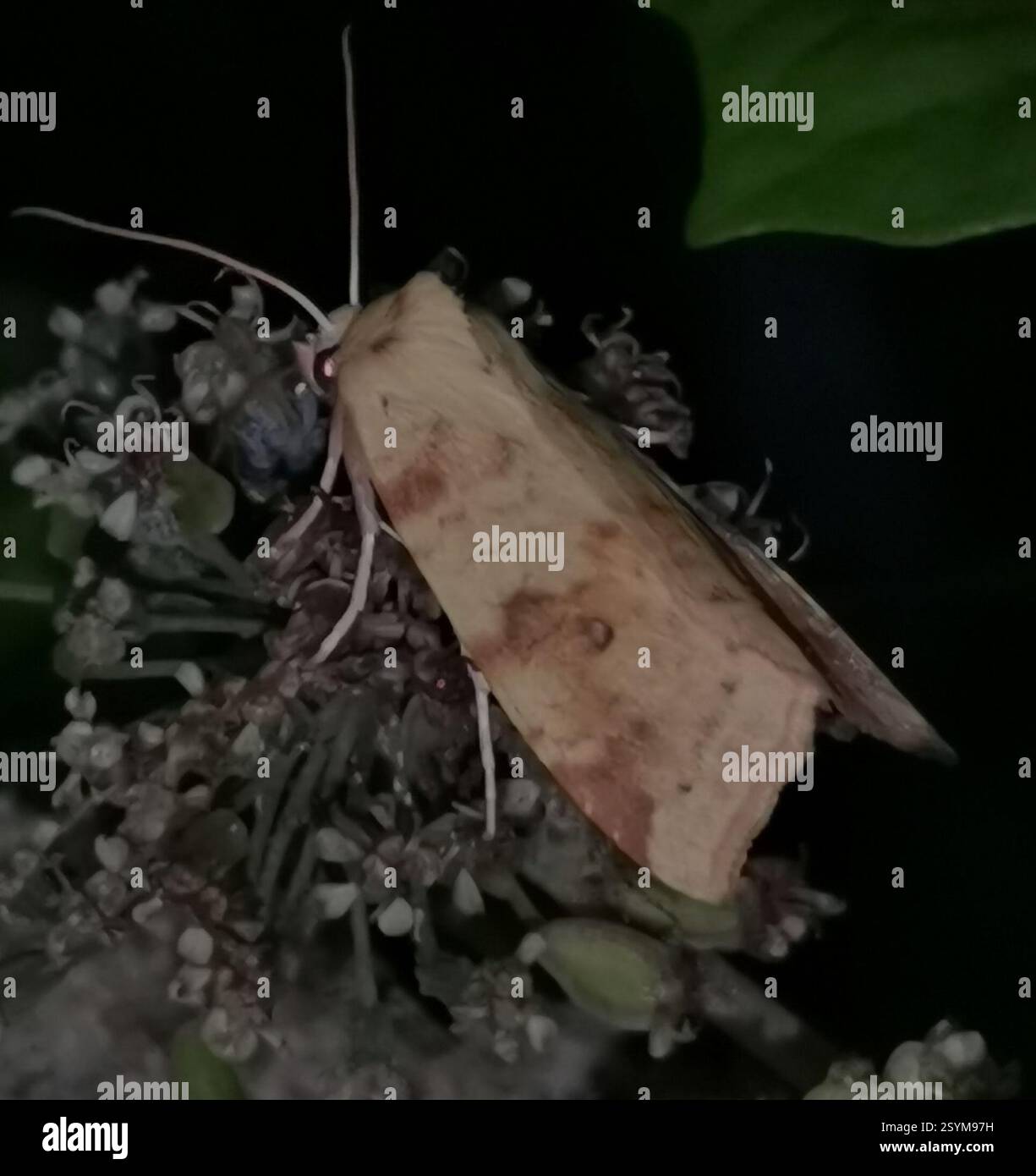 The Sallow (Xanthia icteritia), Insecta, 31160 Urjala, Suomi Stock ...