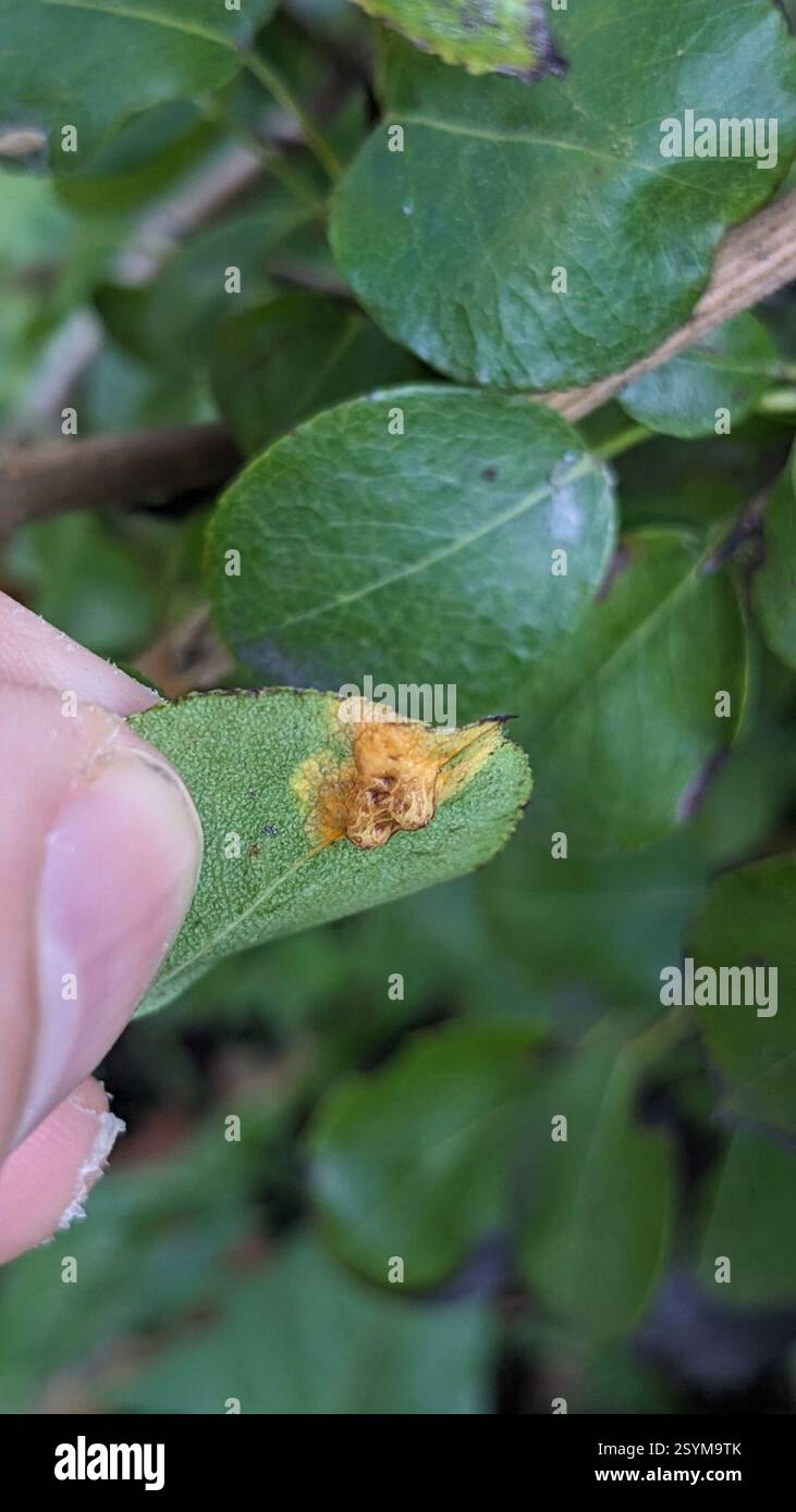 cedar rusts (Gymnosporangium), Fungi, Leytonstone, London, UK Stock ...