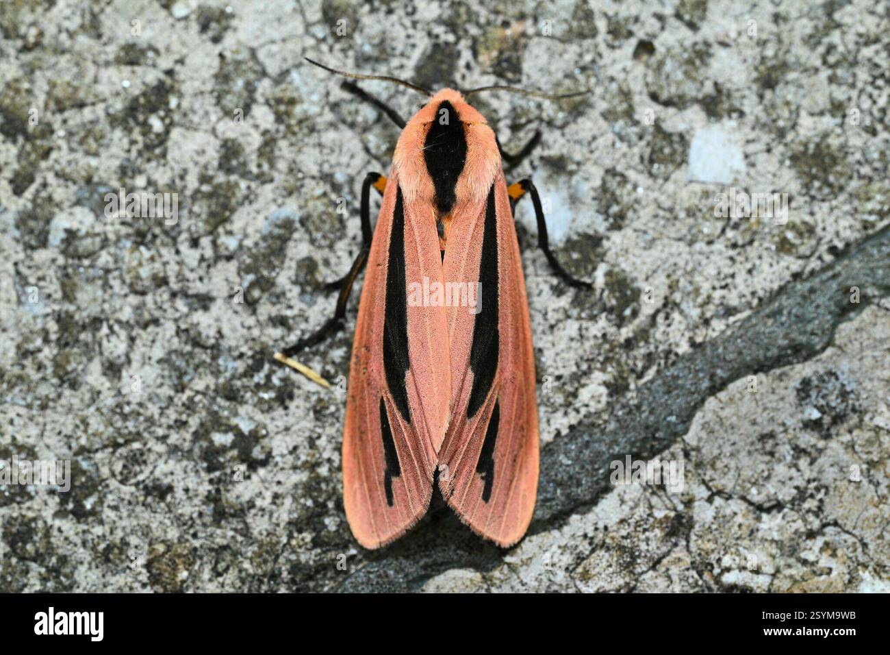 Baphomet Moth (Creatonotos gangis), Insecta, 中国江西省上饶市婺源县 Stock Photo ...