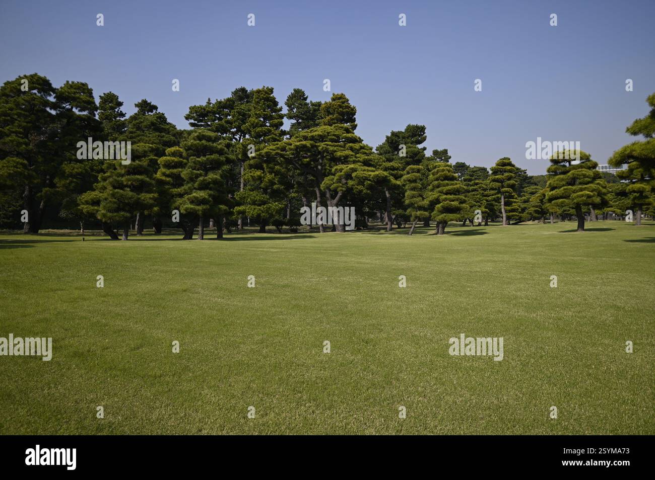 Japanese black pine trees (Pinus thunbergii) at the immaculate Kōkyo ...