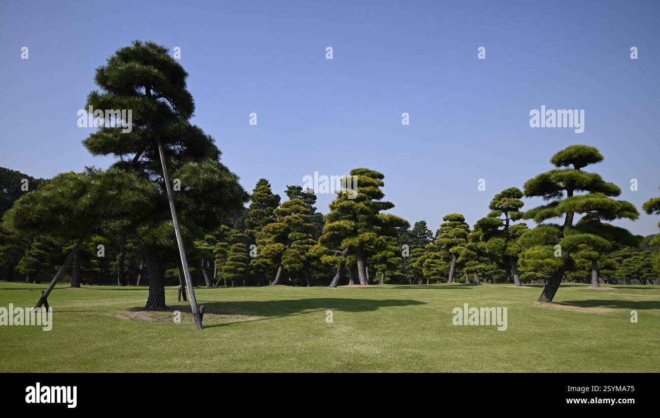 Japanese black pine trees (Pinus thunbergii) at the immaculate Kōkyo ...