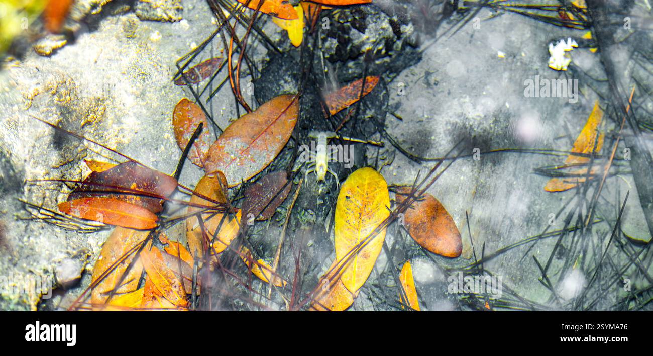 Procambarus franzi, the Orange Lake cave crayfish, is a species of ...
