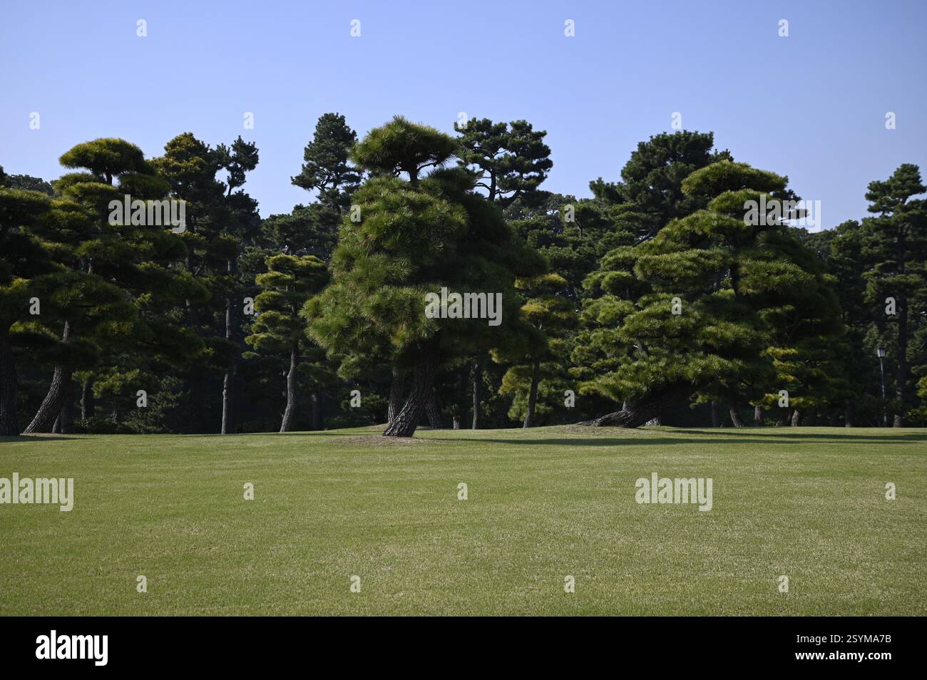 Japanese black pine trees (Pinus thunbergii) at the immaculate Kōkyo ...