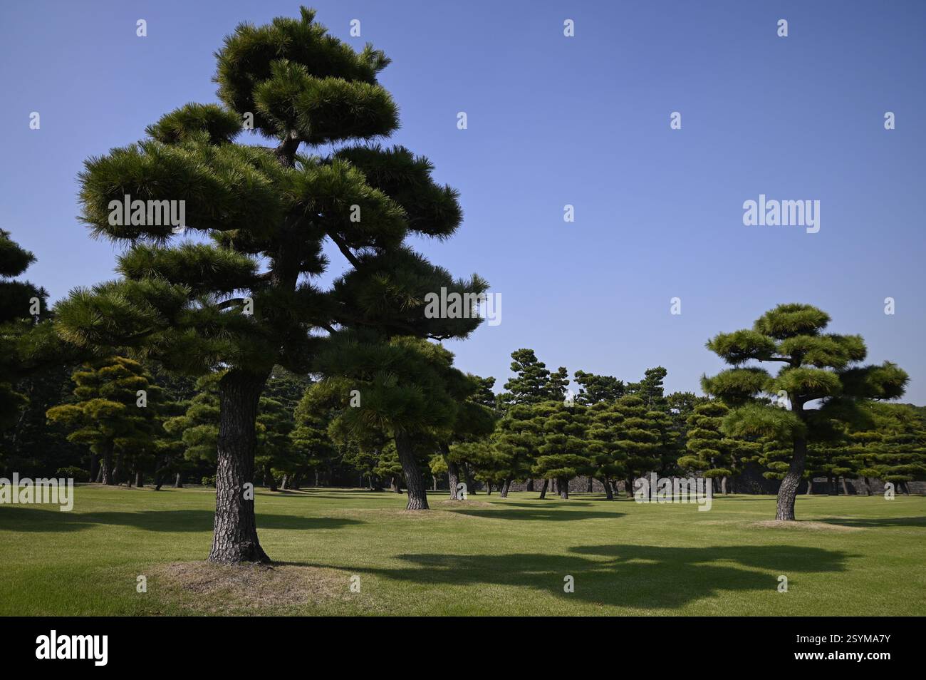 Japanese black pine trees (Pinus thunbergii) at the immaculate Kōkyo ...