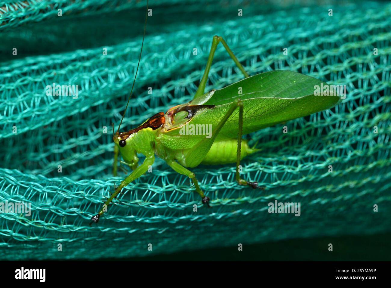 Hexacentrus japonicus hi-res stock photography and images - Alamy