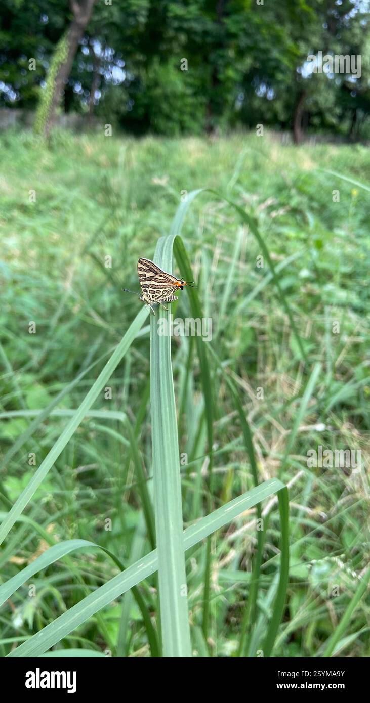 Common Shot Silverline (Cigaritis ictis), Insecta, Ghatlodiya ...