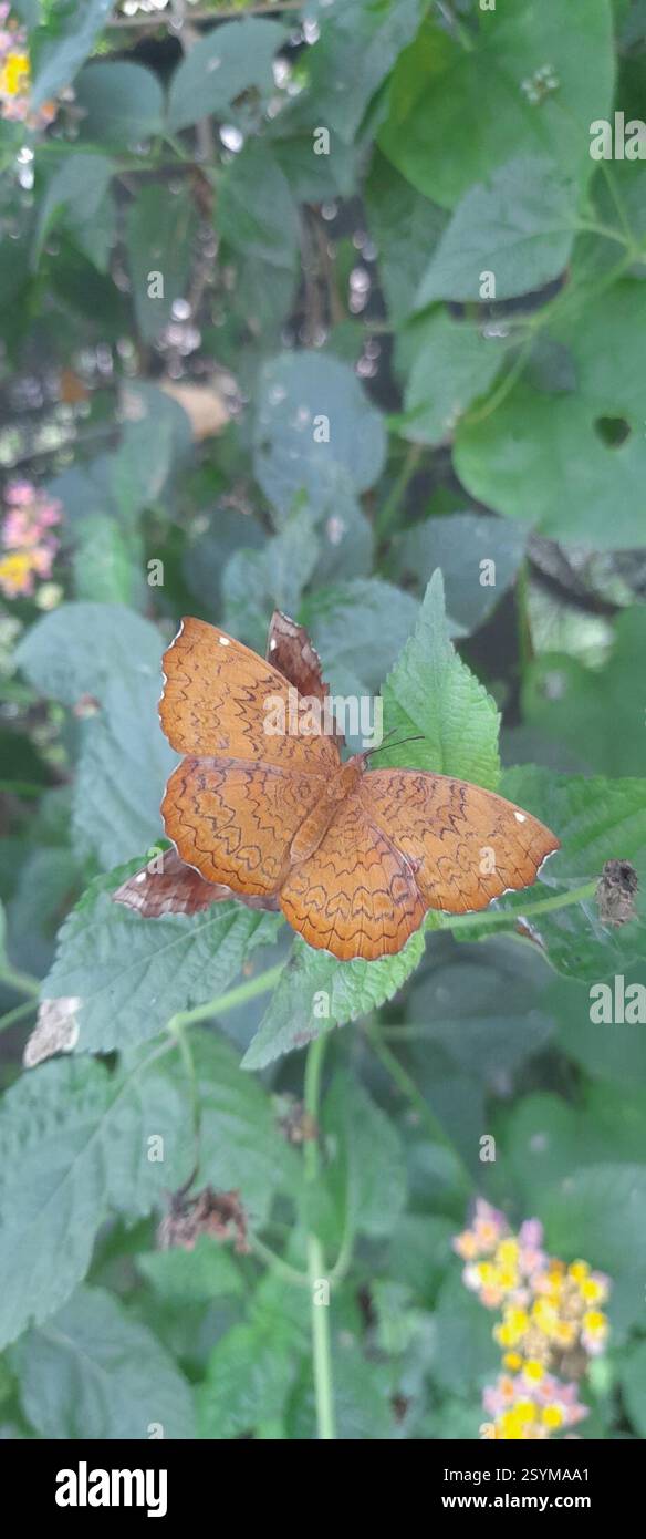 Common Castor Butterfly (Ariadne merione), Insecta, 848/6, Fort Kengeri ...