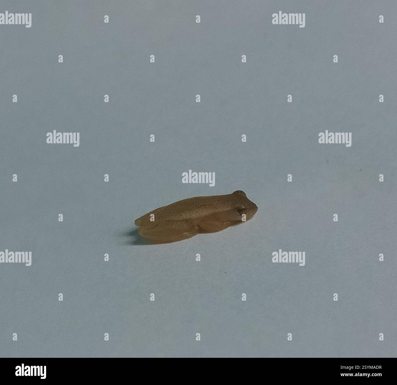 Sanborn's Tree Frog (Dendropsophus sanborni), Amphibia, Bella Unión ...