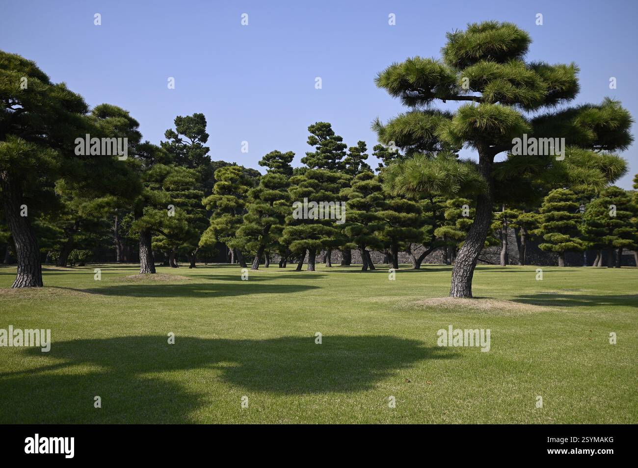 Japanese black pine trees (Pinus thunbergii) at the immaculate Kōkyo ...