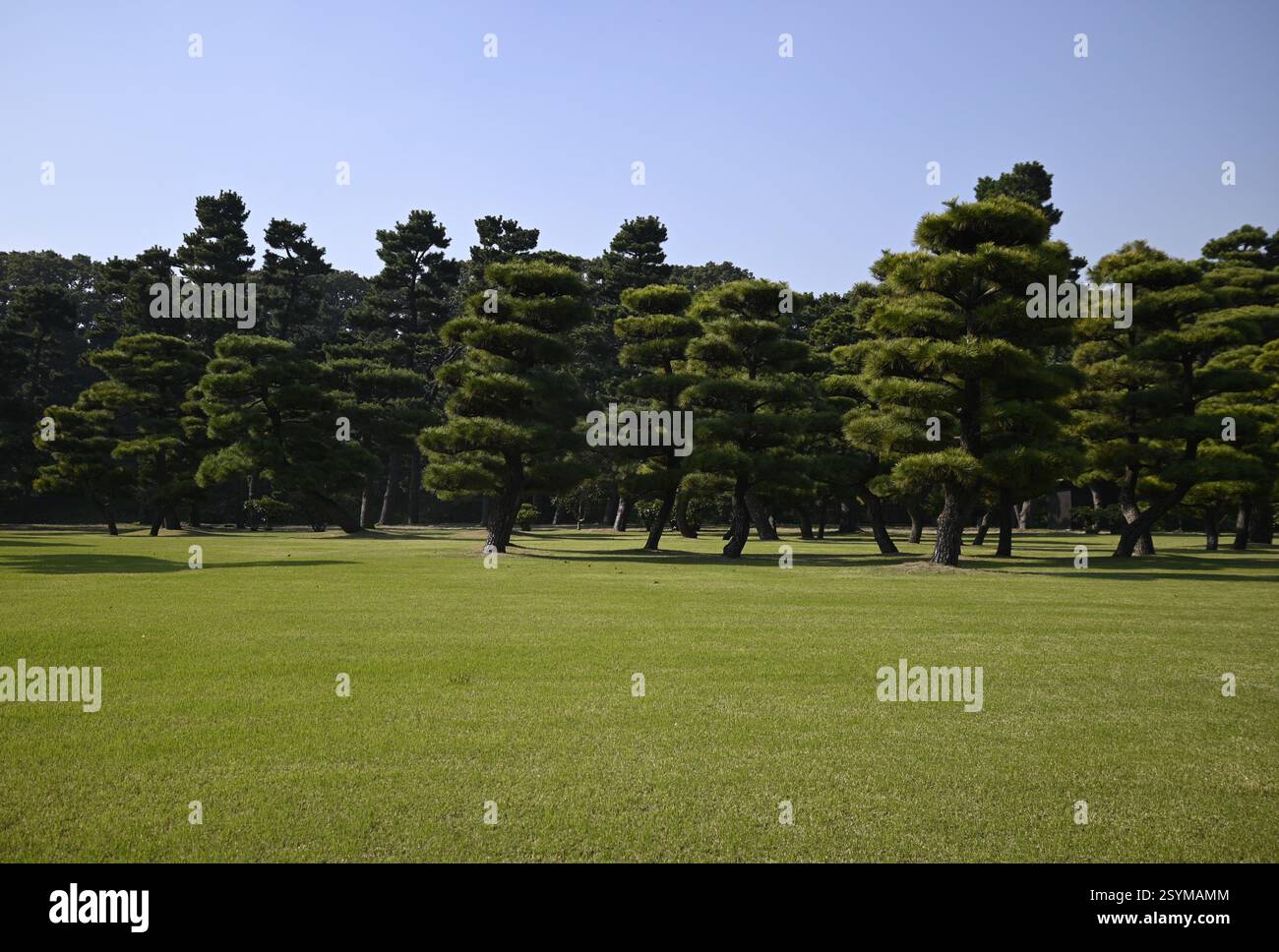 Japanese black pine trees (Pinus thunbergii) at the immaculate Kōkyo ...