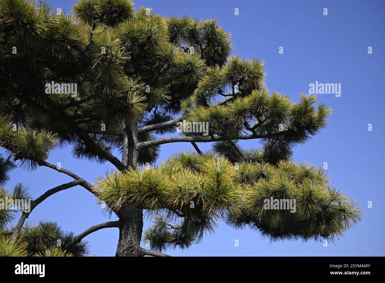 Japanese black pine trees (Pinus thunbergii) at the immaculate Kōkyo ...