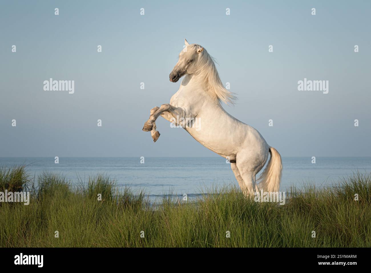 White horse rearing beach hi-res stock photography and images - Alamy