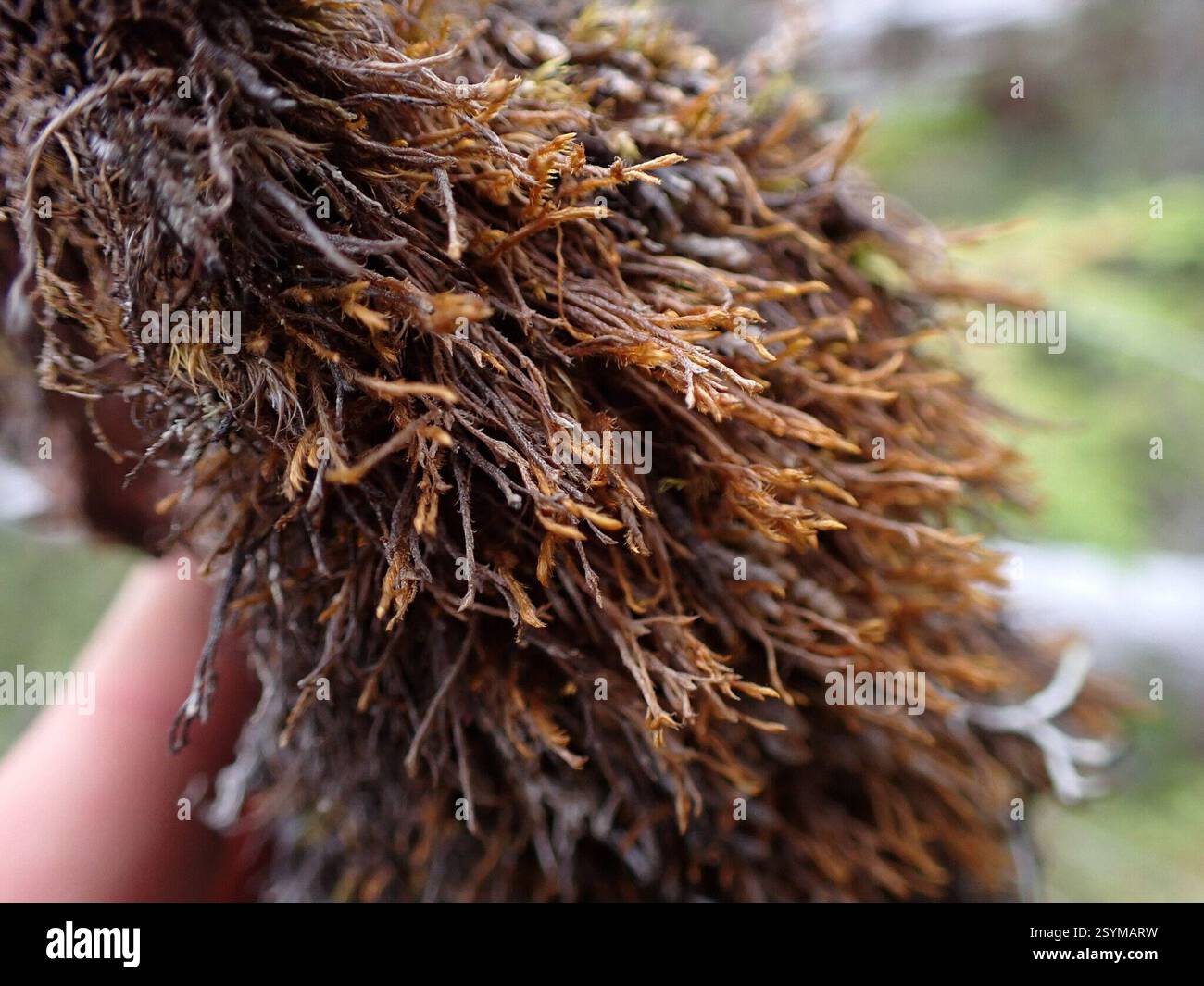 Bent Scissor-leaved Liverwort (Herbertus aduncus), Plantae, Mount ...