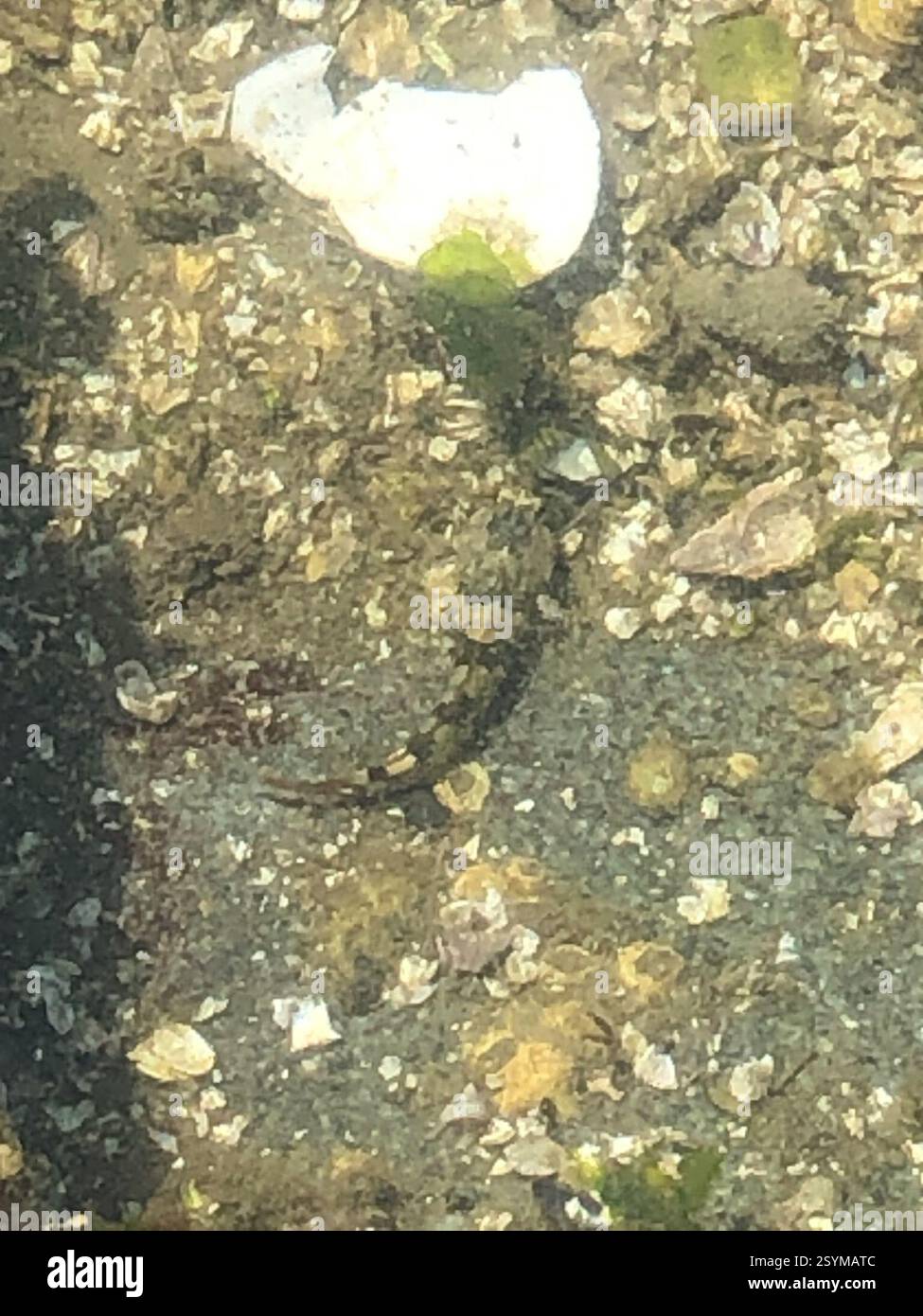 Tidepool Sculpin (Oligocottus maculosus), Actinopterygii, North Pender ...