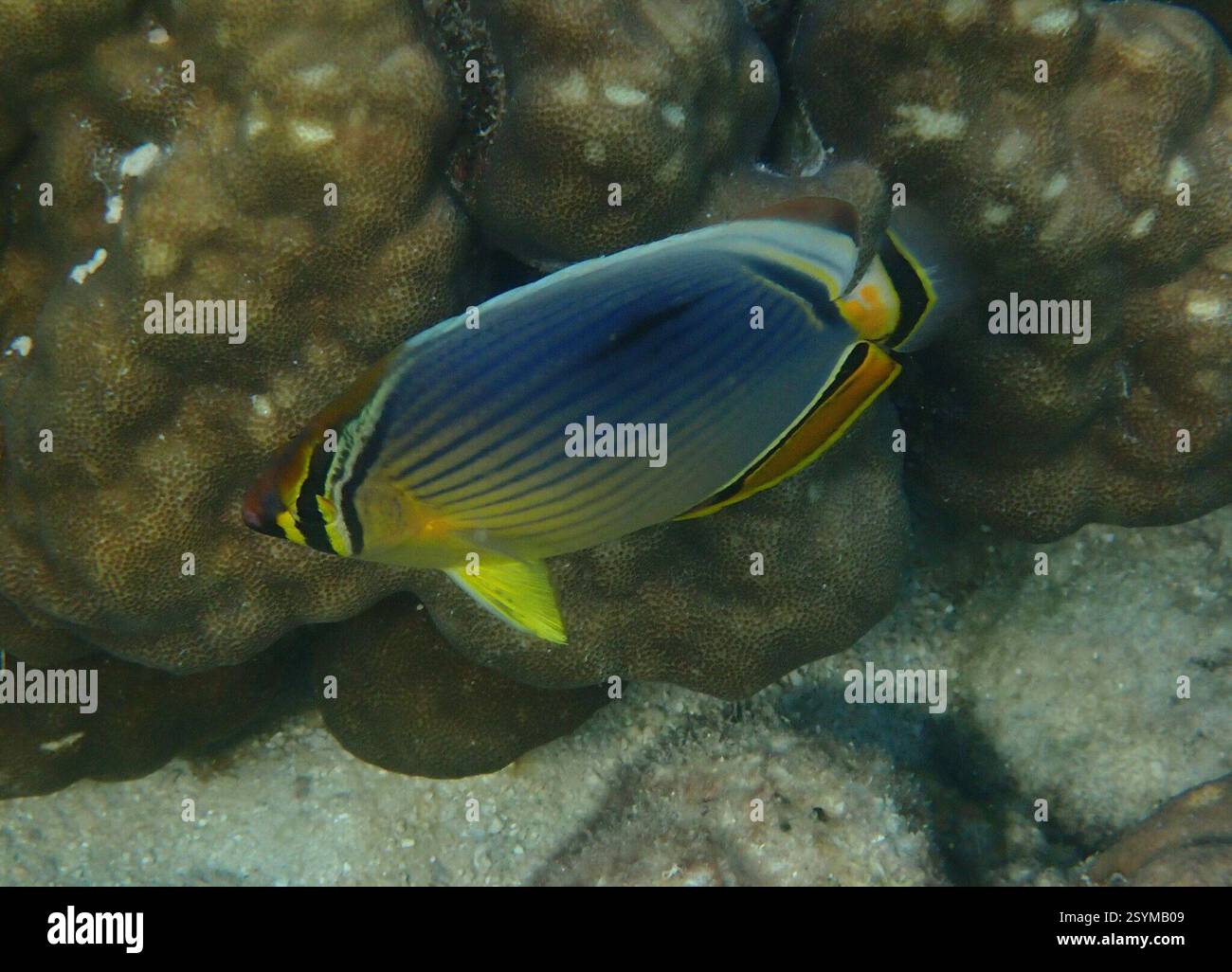 Indian redfin butterflyfish hi-res stock photography and images - Alamy
