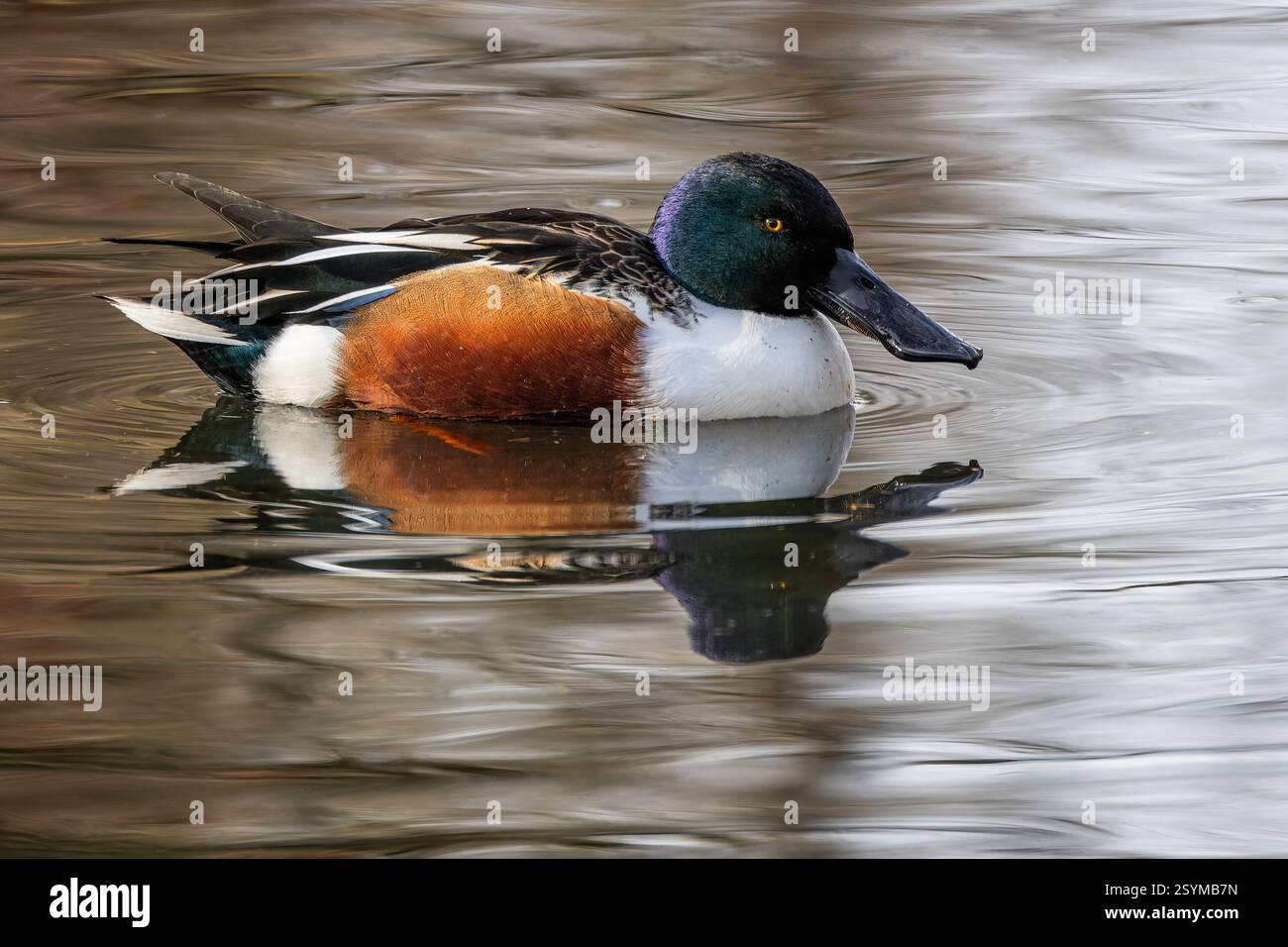 Side view of the northern shoveler, a white and brown male duck with ...