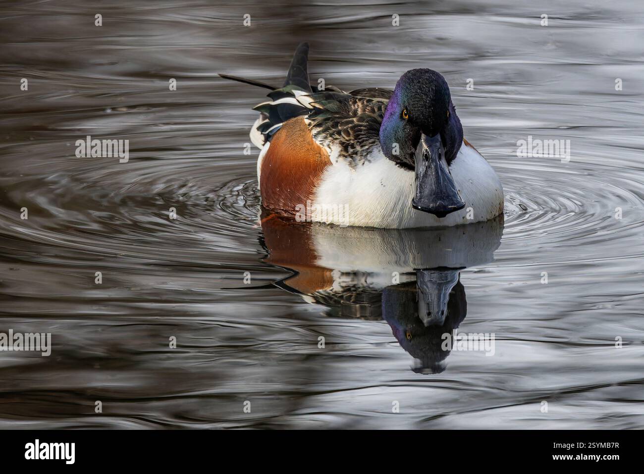 Beautiful male northern shoveler hi-res stock photography and images ...