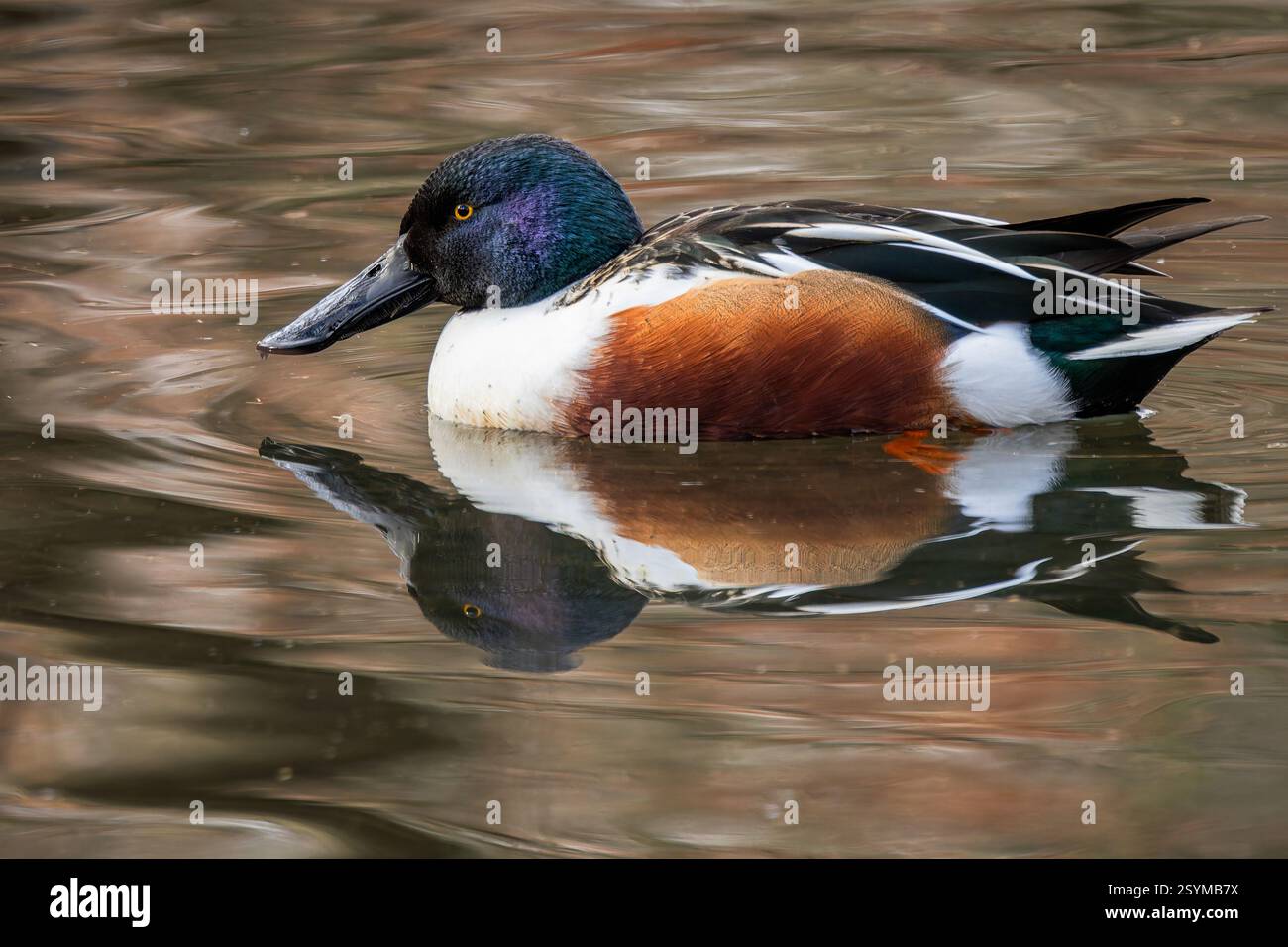 Side view of the northern shoveler, a white and brown male duck with ...