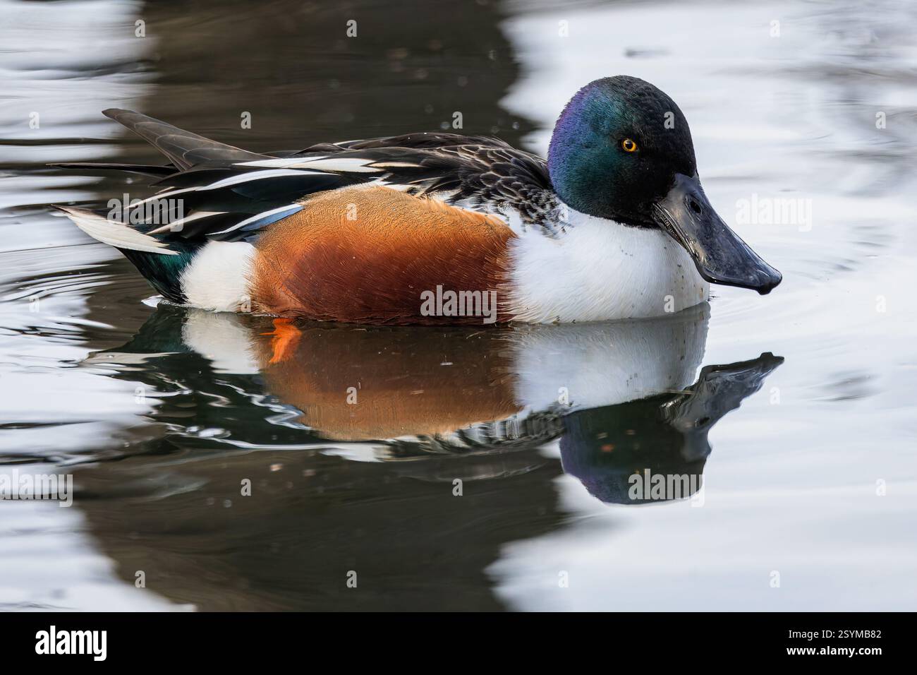The northern shoveler, a white and brown male duck with iridescent dark ...