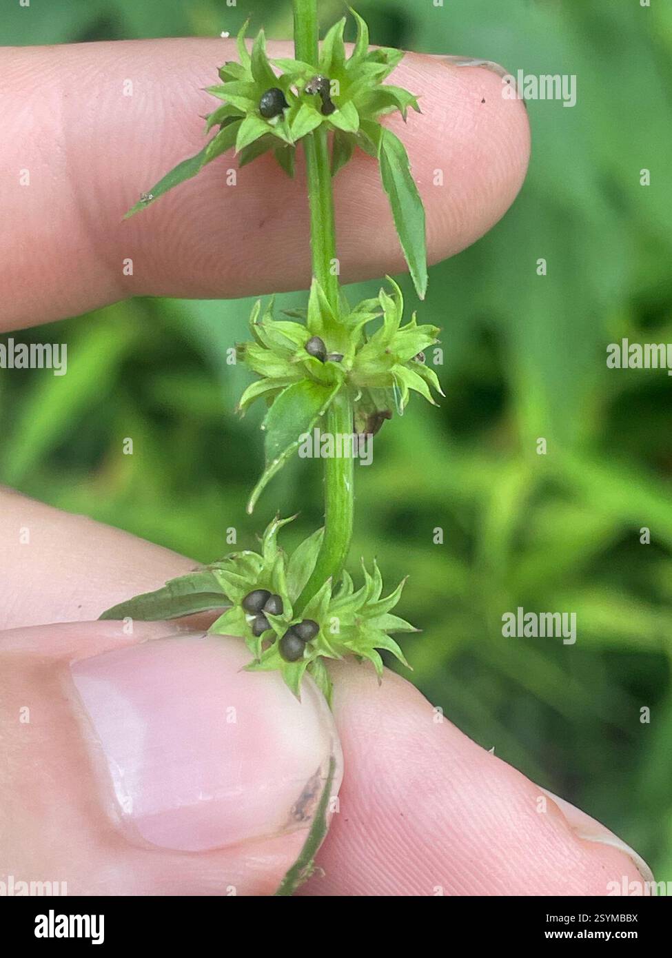 smooth hedgenettle (Stachys tenuifolia), Plantae, North Carolina, US ...