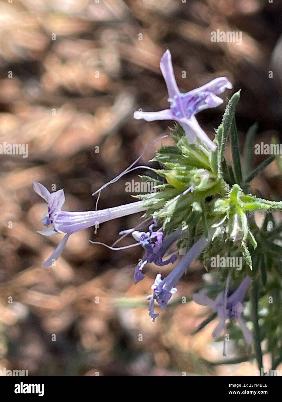 Manyflowered Ipomopsis (Ipomopsis multiflora), Plantae, Cibola National ...