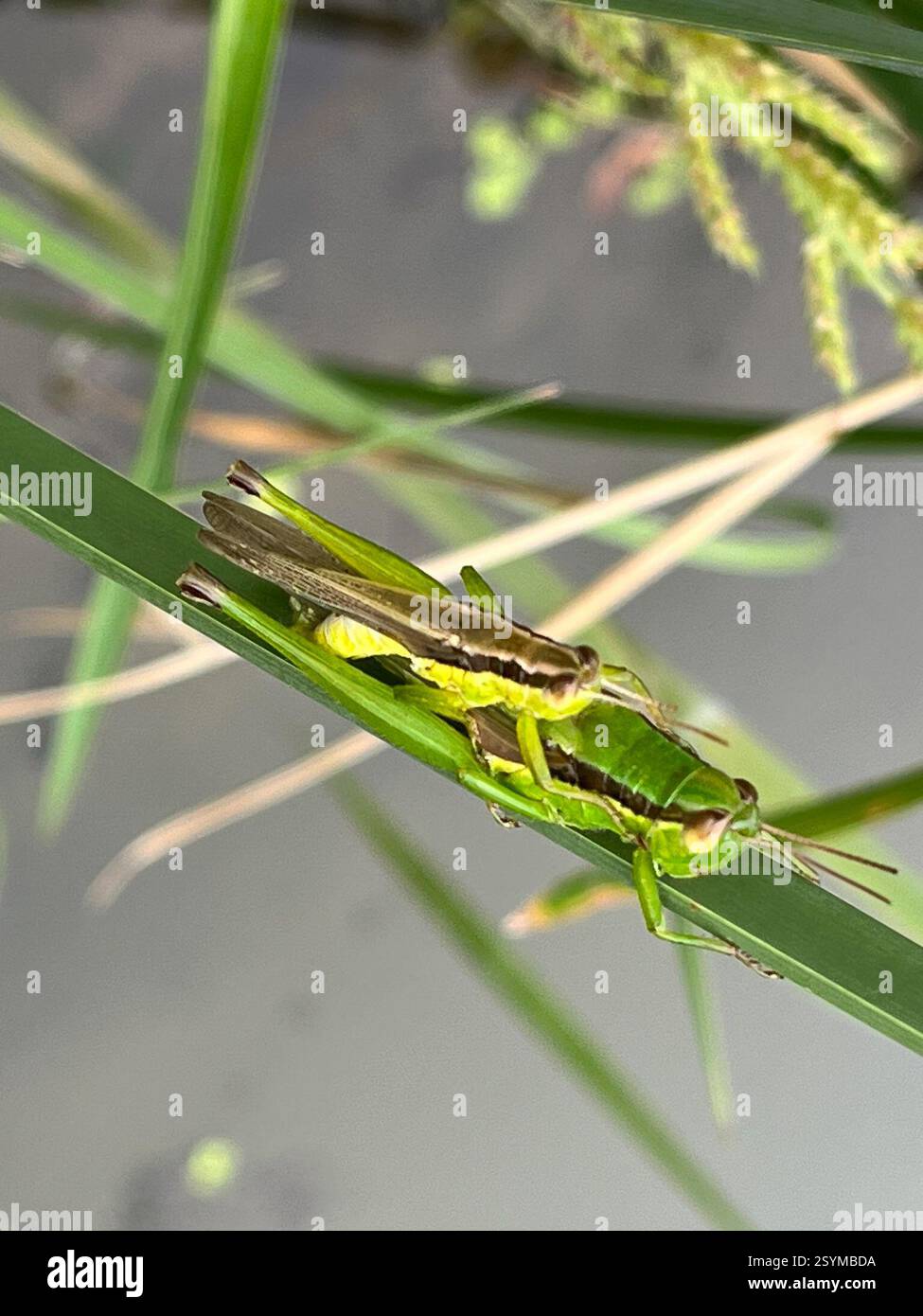 Chinese rice grasshopper (Oxya chinensis), Insecta, Suzhou Yuyao Relic ...